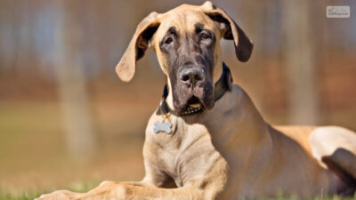 Scariest Dog Breeds: 20 Different Breeds That Keep Criminals Away