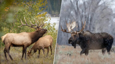 Elk Vs Moose- How To Tell, Differences, A Quick Guide