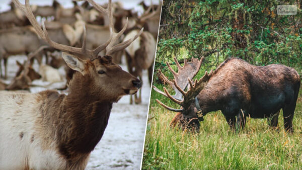 Elk Vs Moose- How To Tell, Differences, A Quick Guide