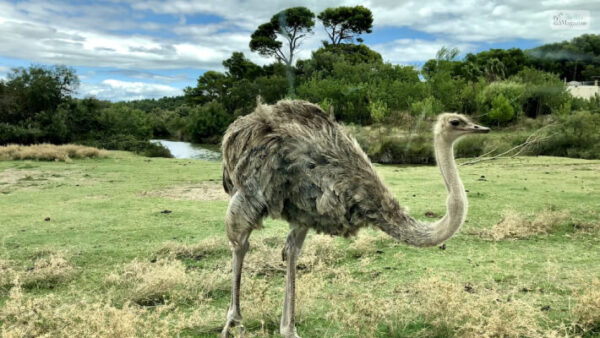 Top 15 Dumbest Animals In The World (Updated 2023)