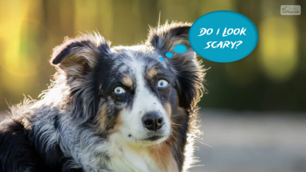 Scariest Fog Breeds: How Can You Train Them?