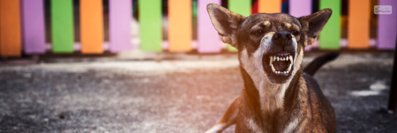 Scariest Fog Breeds: How Can You Train Them?