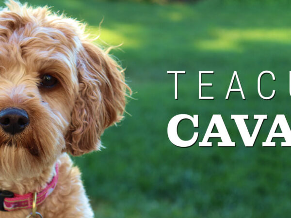 Pets - ThePetsMagazine