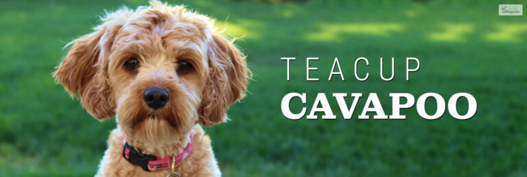 Teacup Cavapoo Full Grown: Everything You Need To Know