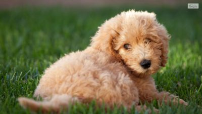 What Impacts The Size Of A Teacup Cavapoo Full Grown?