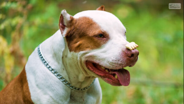 Everything You Need To Know About Red Nose Pitbull