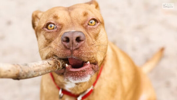 Everything You Need To Know About Red Nose Pitbull