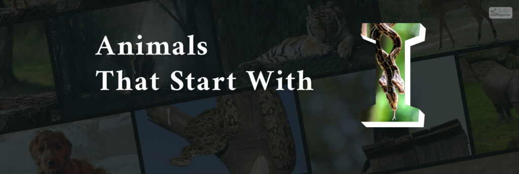 Animals That Start With I - All Information With Pictures And Facts