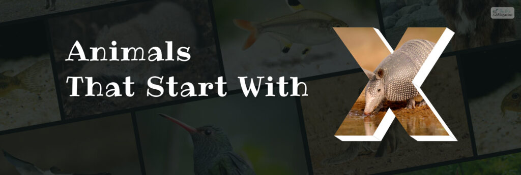 Animals That Start With X - All Information With Pictures And Facts