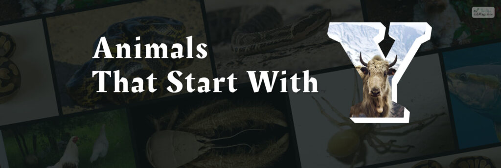 Animals That Start With Y - All Information With Pictures And Fact