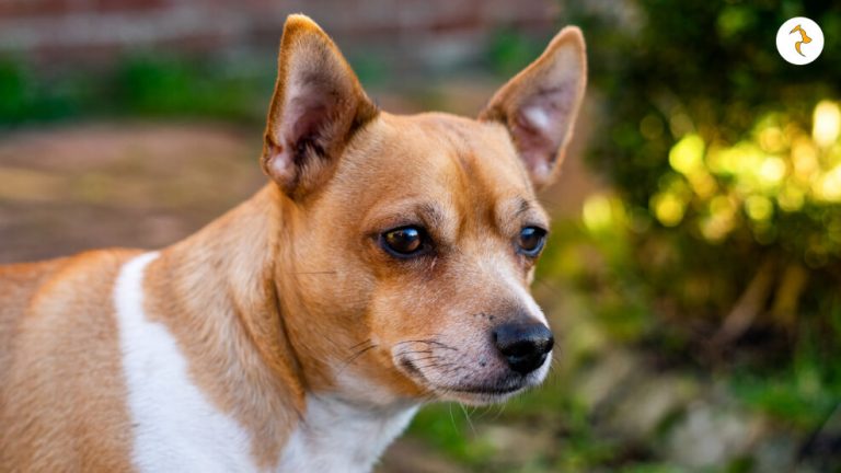 Jack Russell Chihuahua Mix: All About The Jack Chihuahua