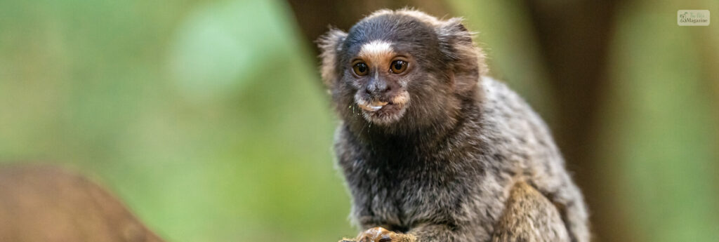 Finger Monkey Breeds – Top Facts & A Complete Guide