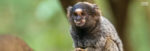 Finger Monkey Breeds – Top Facts & A Complete Guide
