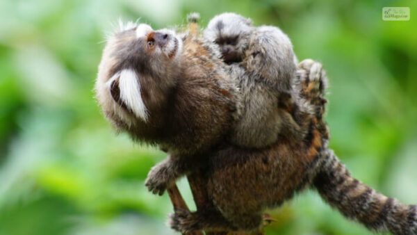 Finger Monkey Breeds – Top Facts & A Complete Guide