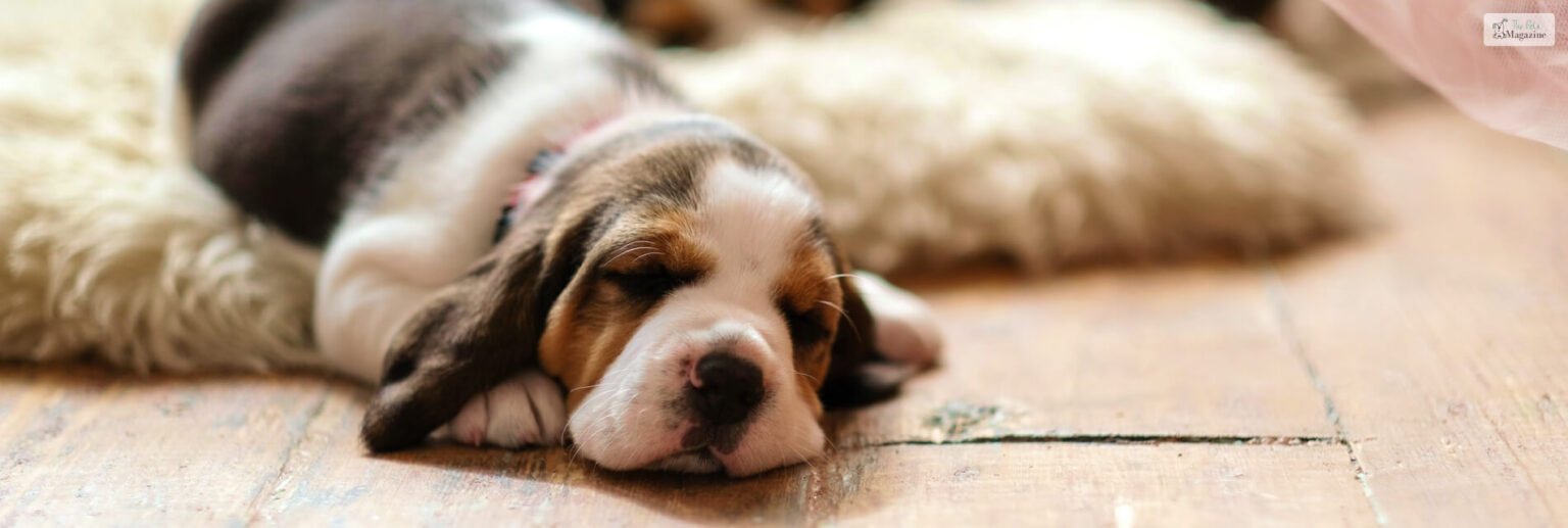 Paraphimosis in Dogs: What Every Pet Parent Should Know
