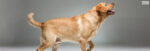 Everything You Need To Know About Dog Penis