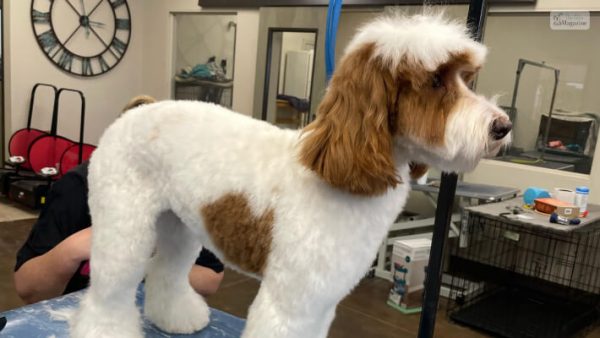 15+ Cutest Goldendoodle Haircuts In 2025 With Full Details