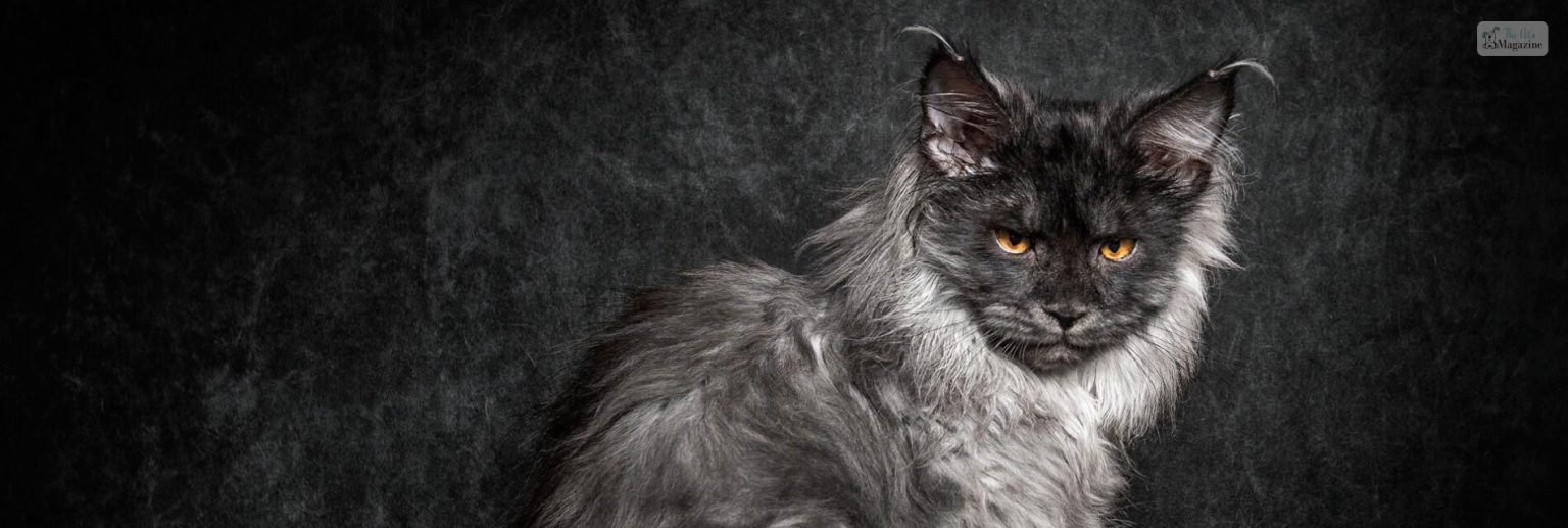 Pumba Cats 101: An Introduction to the Caracal Cat Breed