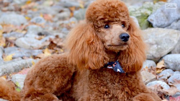 15+ Cutest Goldendoodle Haircuts In 2025 With Full Details