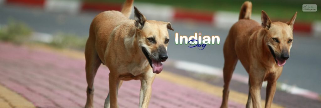 10 Amazing Indian Dog Breeds - Everything You Need To Know