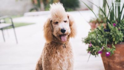 15+ Cutest Goldendoodle Haircuts In 2025 With Full Details