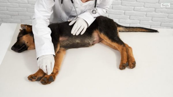 Dog Cut Paw Pad Injury - You Need To Know If Your Dog Has Cut His Paw Pad