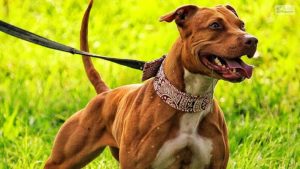 Pitbulls And Muscles: Understanding The Breeds Muscular Build