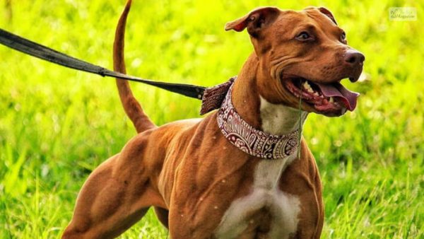 Pitbulls And Muscles: Understanding The Breeds Muscular Build