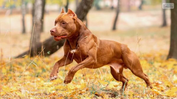 Pitbulls And Muscles: Understanding The Breeds Muscular Build