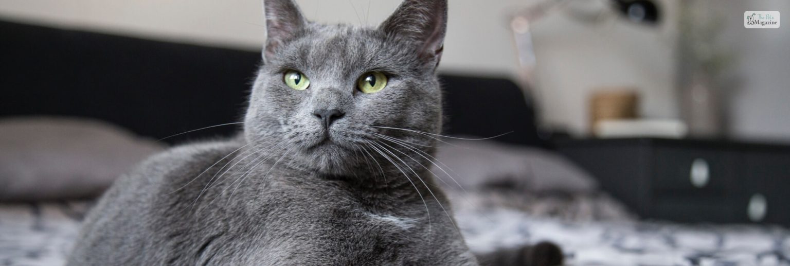 Pumba Cats 101: An Introduction to the Caracal Cat Breed