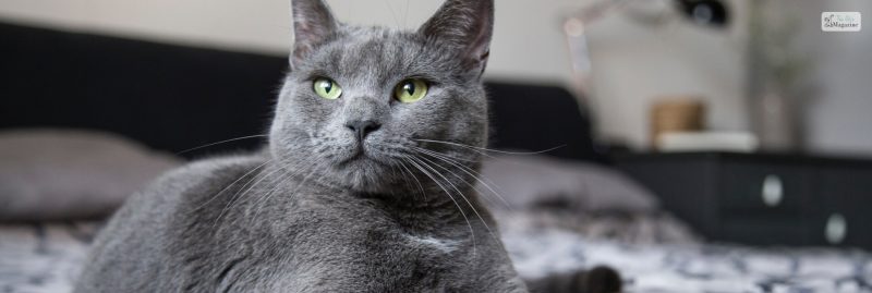 Pumba Cats 101: An Introduction to the Caracal Cat Breed