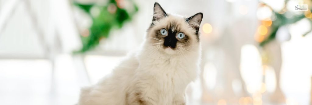 Let’s Enlighten You about Maine Coon Growth Stages!