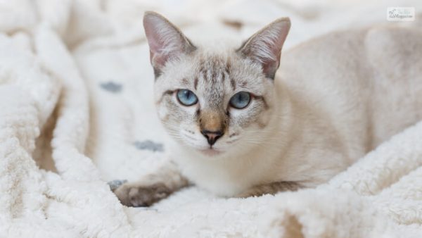 A Closer Look At The Lynx Point Siamese Breed