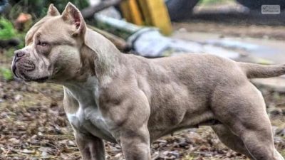Pitbulls And Muscles: Understanding The Breeds Muscular Build