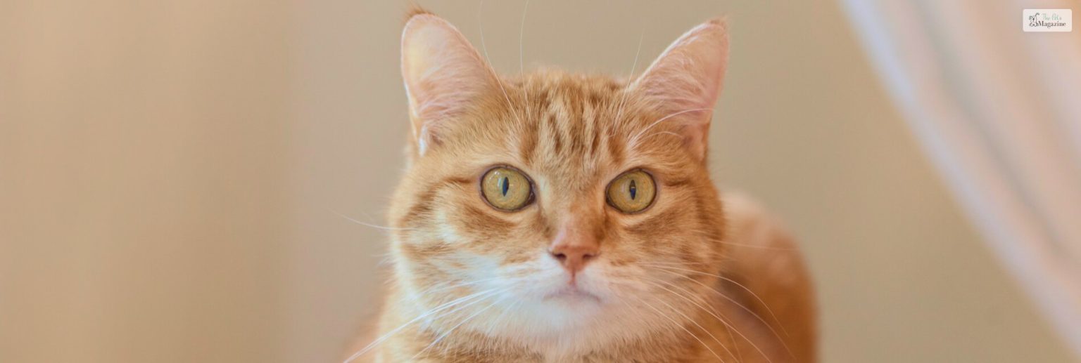 Pumba Cats 101: An Introduction to the Caracal Cat Breed