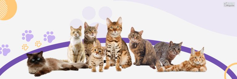 Pumba Cats 101: An Introduction to the Caracal Cat Breed