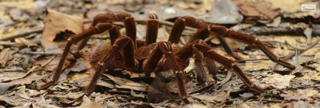 Check Out The Biggest Spider In The World: Top Facts To Know!