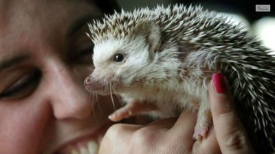 How Much Are Hedgehogs? The True Cost of Owning an Exotic Pet