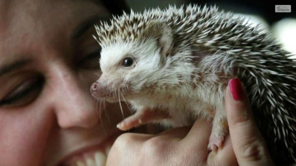 How Much Are Hedgehogs? The True Cost of Owning an Exotic Pet