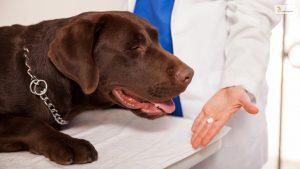 The Ultimate Guide To Aspirin Dosage For Dogs | Getting Started ...
