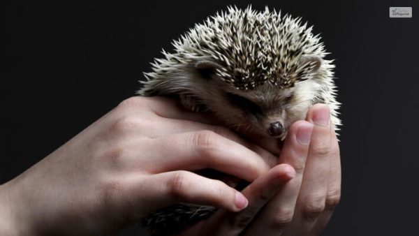 How Much Are Hedgehogs? The True Cost of Owning an Exotic Pet