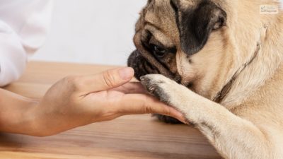 Pitbulls And Muscles: Understanding The Breeds Muscular Build