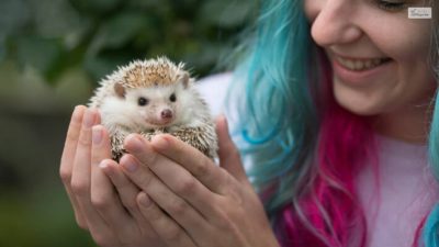 How Much Are Hedgehogs? The True Cost of Owning an Exotic Pet
