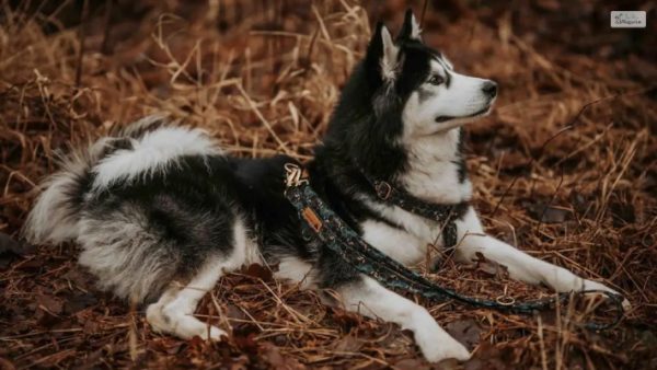 Everything you need to know about Agouti Husky Dog