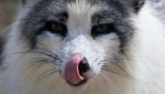 Everything you need to know about Canadian Marble Fox