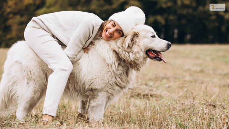 Top 15 Popular Big White Fluffy Dog Breeds