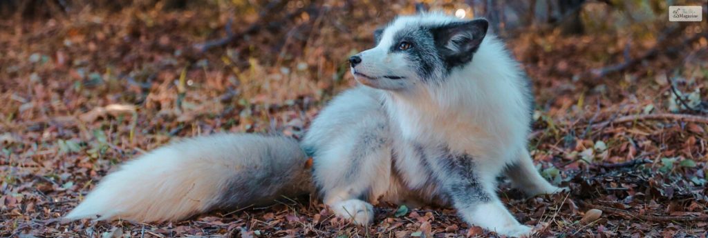 Everything you need to know about Canadian Marble Fox
