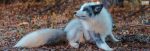 Everything you need to know about Canadian Marble Fox