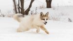 Everything you need to know about Canadian Marble Fox