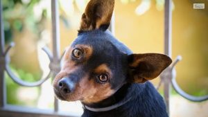 A Guide to Interpreting the Dog Ear Positions Chart